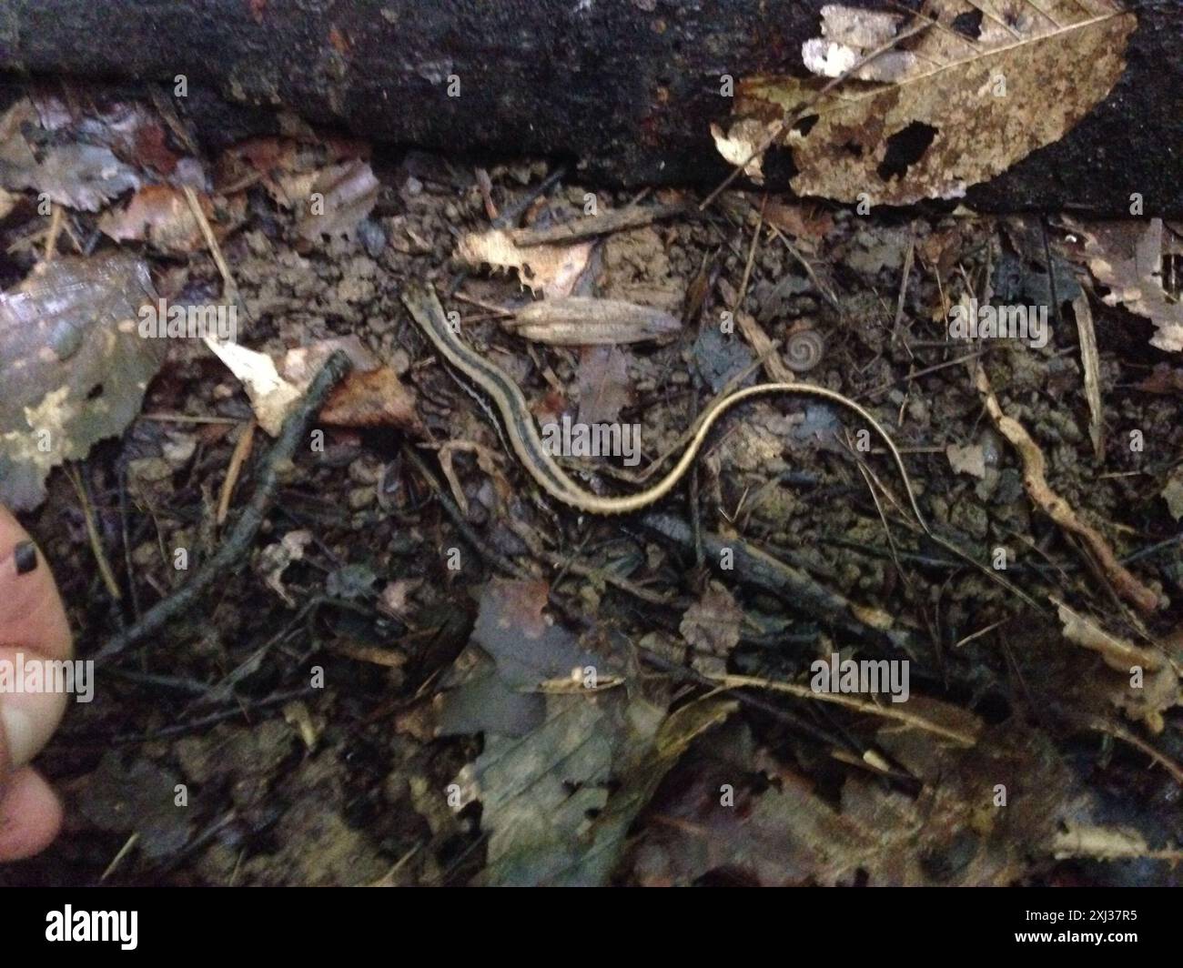 Three-lined Salamander (Eurycea guttolineata) Amphibia Stock Photo - Alamy