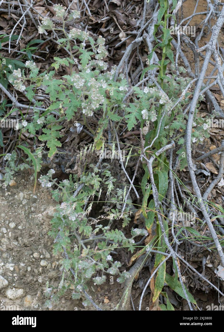 caterpillar scorpionweed (Phacelia cicutaria) Plantae Stock Photo - Alamy