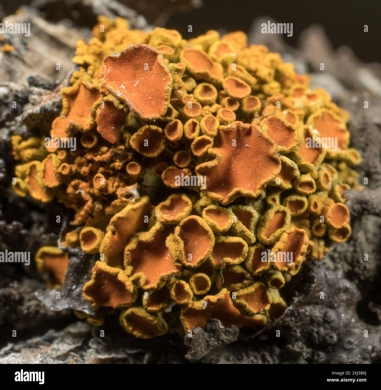 Pin-cushion Sunburst Lichen (Polycauliona polycarpa) Fungi Stock Photo ...