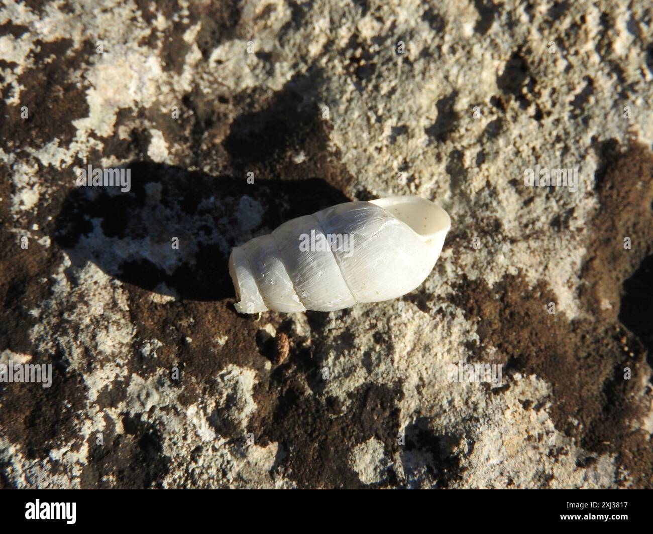 Decollate Snail (Rumina decollata) Mollusca Stock Photo - Alamy