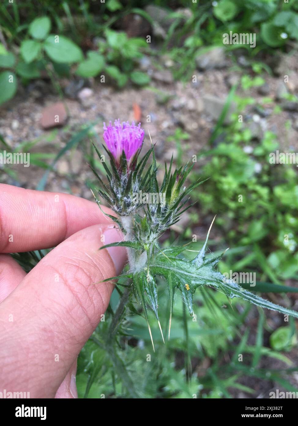 Italian thistle (Carduus pycnocephalus) Plantae Stock Photo - Alamy