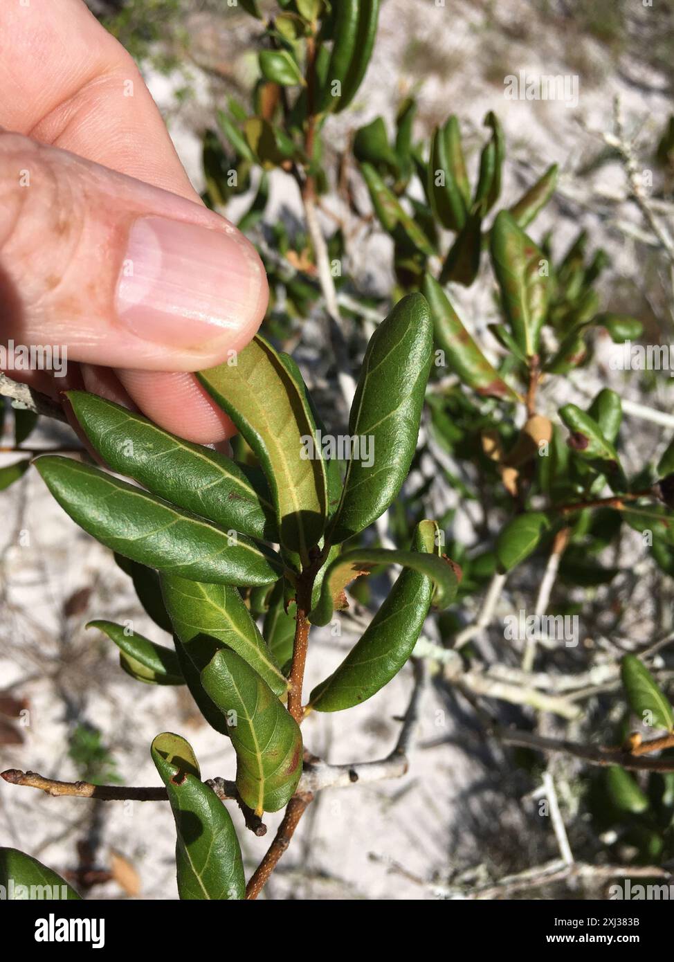 Florida scrub oak (Quercus inopina) Plantae Stock Photo - Alamy