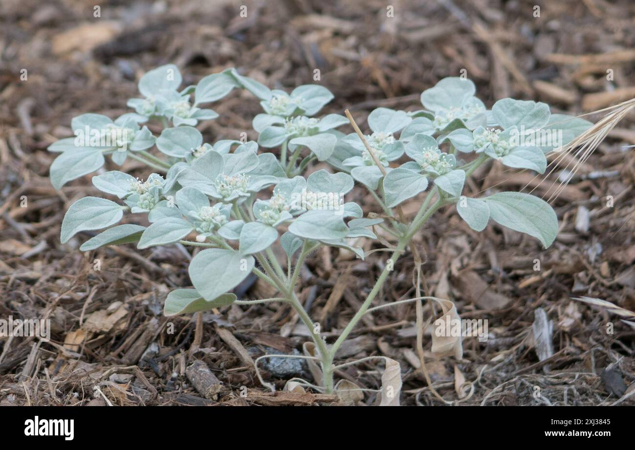 turkey mullein (Croton setiger) Plantae Stock Photo - Alamy