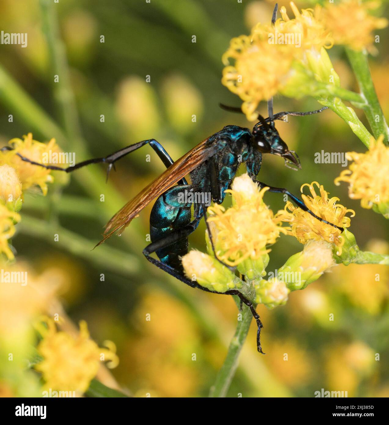 New world tarantula hawk hi-res stock photography and images - Alamy