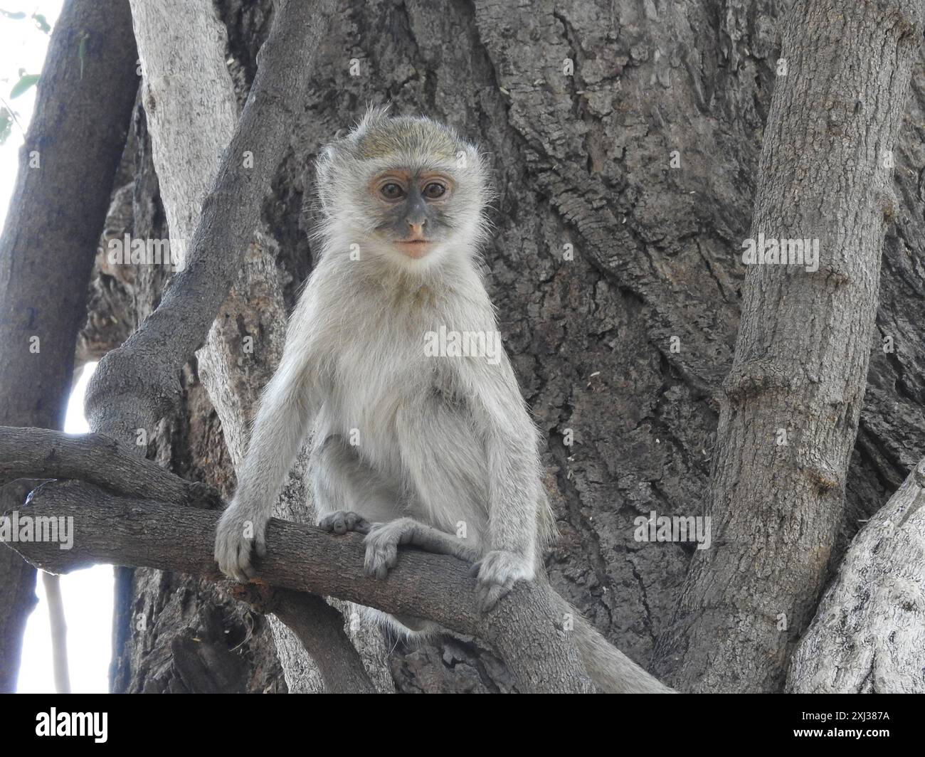 Malbrouck Monkey (Chlorocebus cynosuros) Mammalia Stock Photo - Alamy