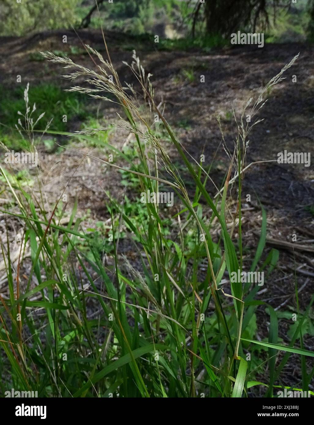 Smilo Grass (Oloptum miliaceum) Plantae Stock Photo - Alamy