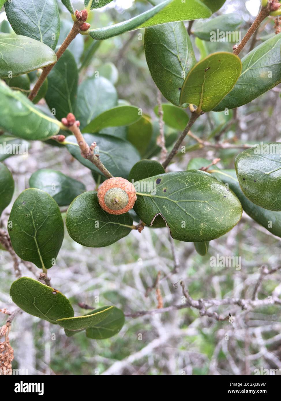 Myrtle Oak (Quercus myrtifolia) Plantae Stock Photo - Alamy