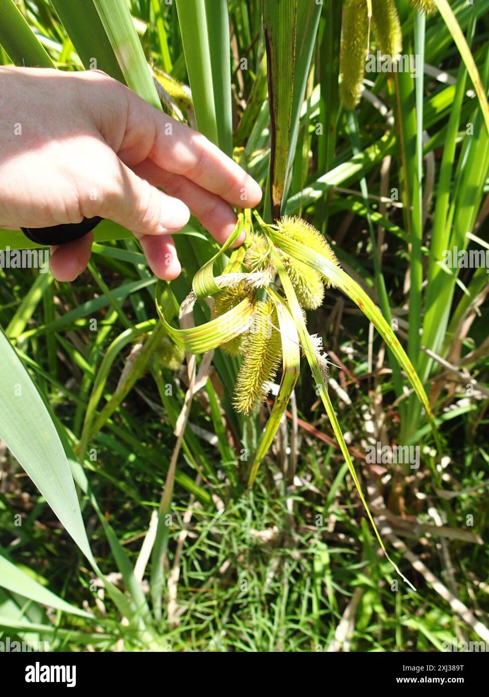 Carex comosa hi-res stock photography and images - Alamy
