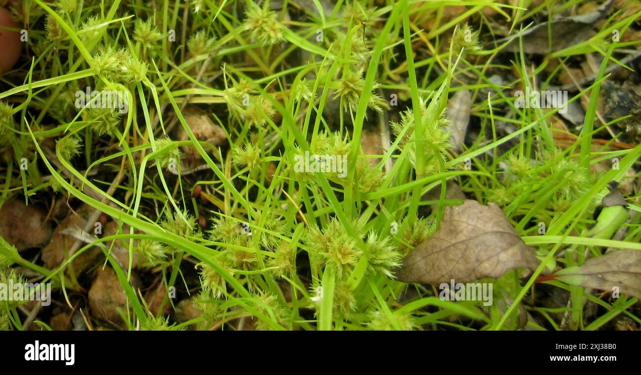 Bearded Flatsedge (Cyperus squarrosus) Plantae Stock Photo - Alamy