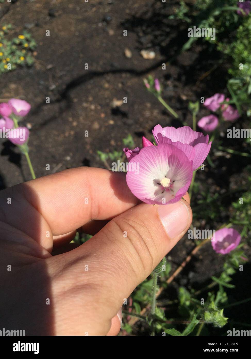 fringed checkerbloom (Sidalcea diploscypha) Plantae Stock Photo - Alamy