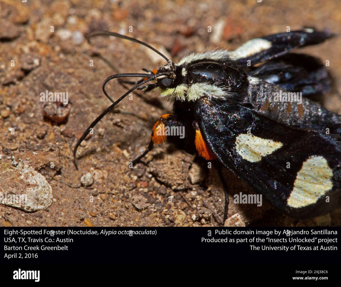 Eight-spotted Forester Moth (Alypia octomaculata) Insecta Stock Photo ...