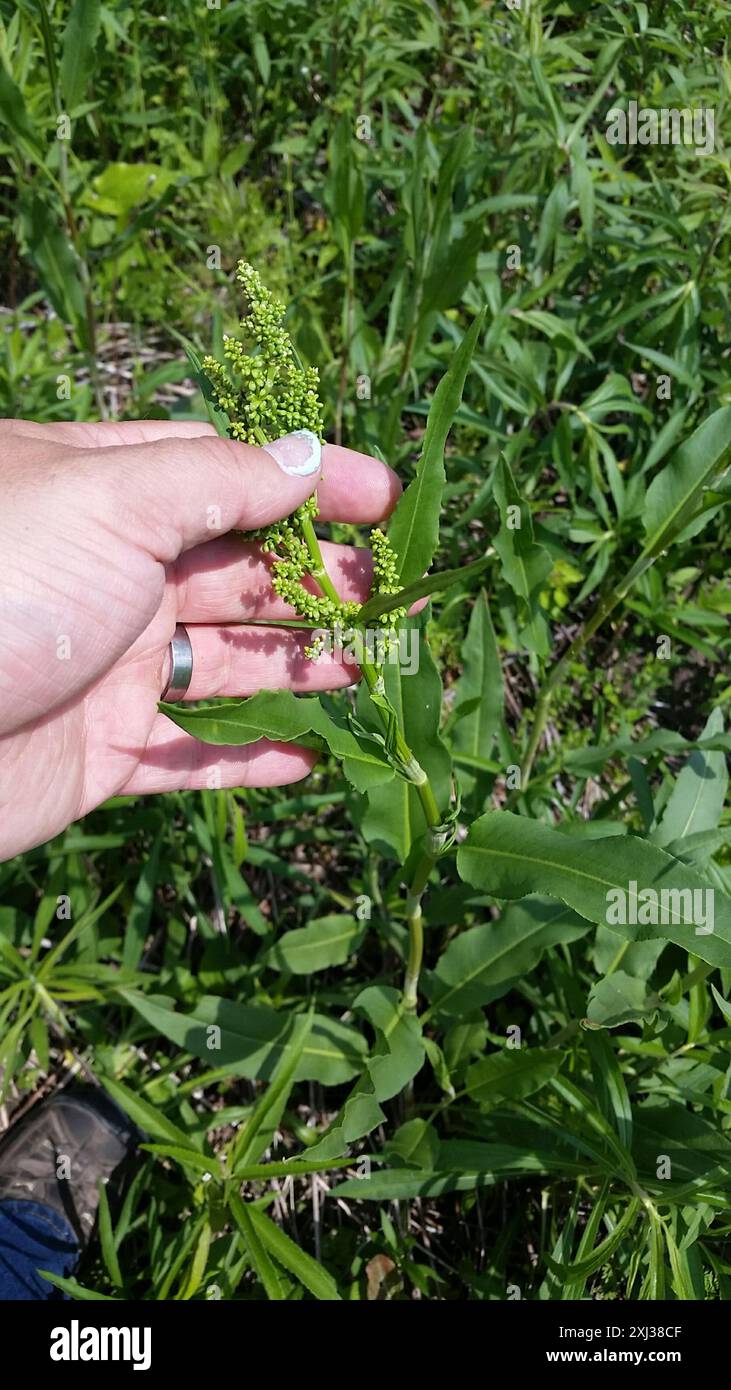 tall dock (Rumex altissimus) Plantae Stock Photo - Alamy