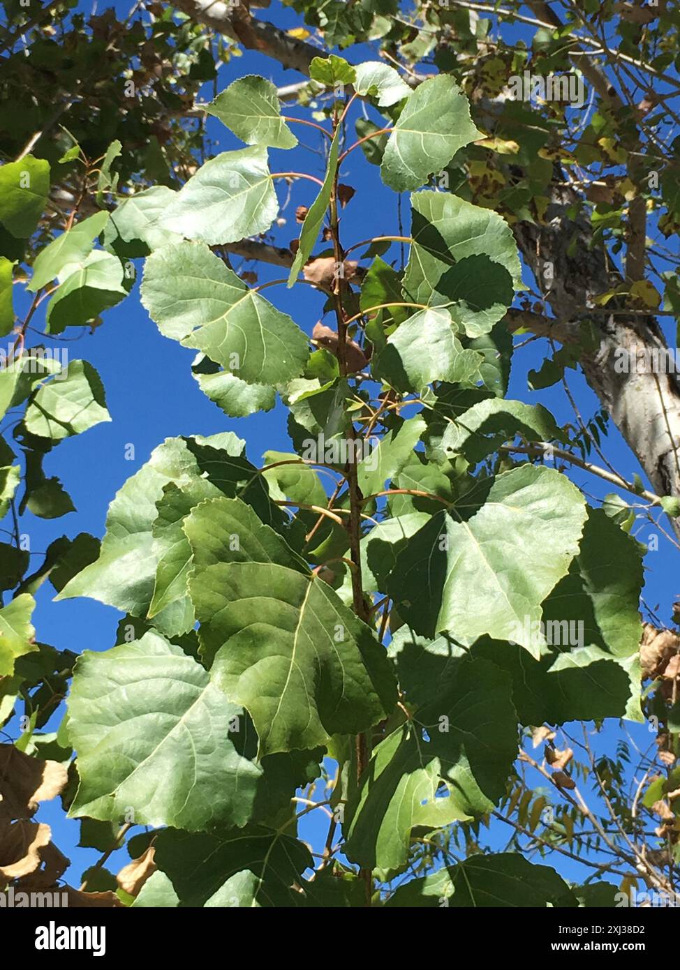 Fremont Cottonwood (Populus fremontii) Plantae Stock Photo - Alamy