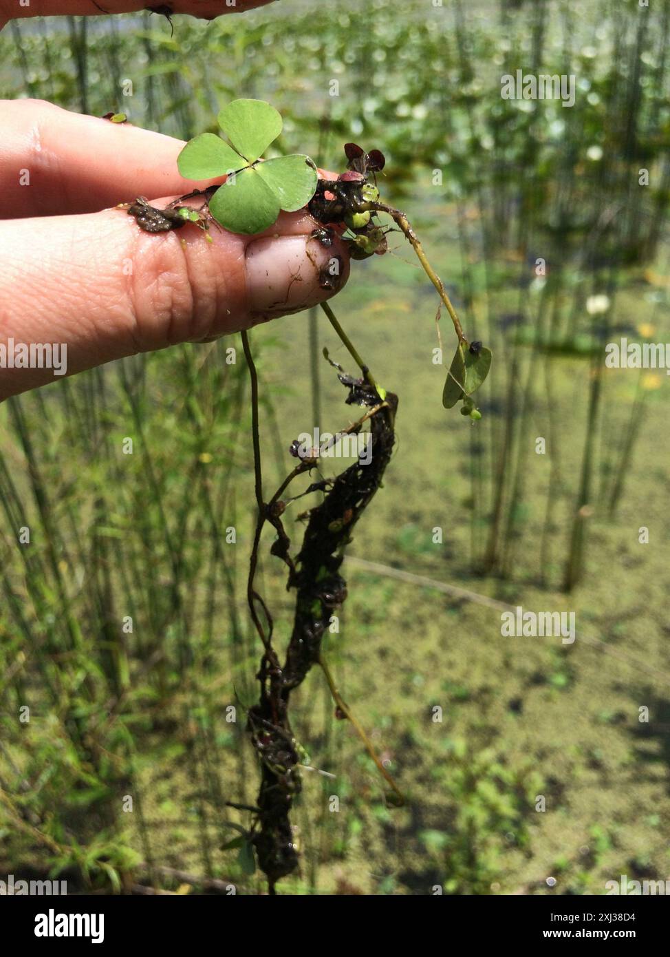 Helicopter Ferns (Marsilea) Plantae Stock Photo - Alamy