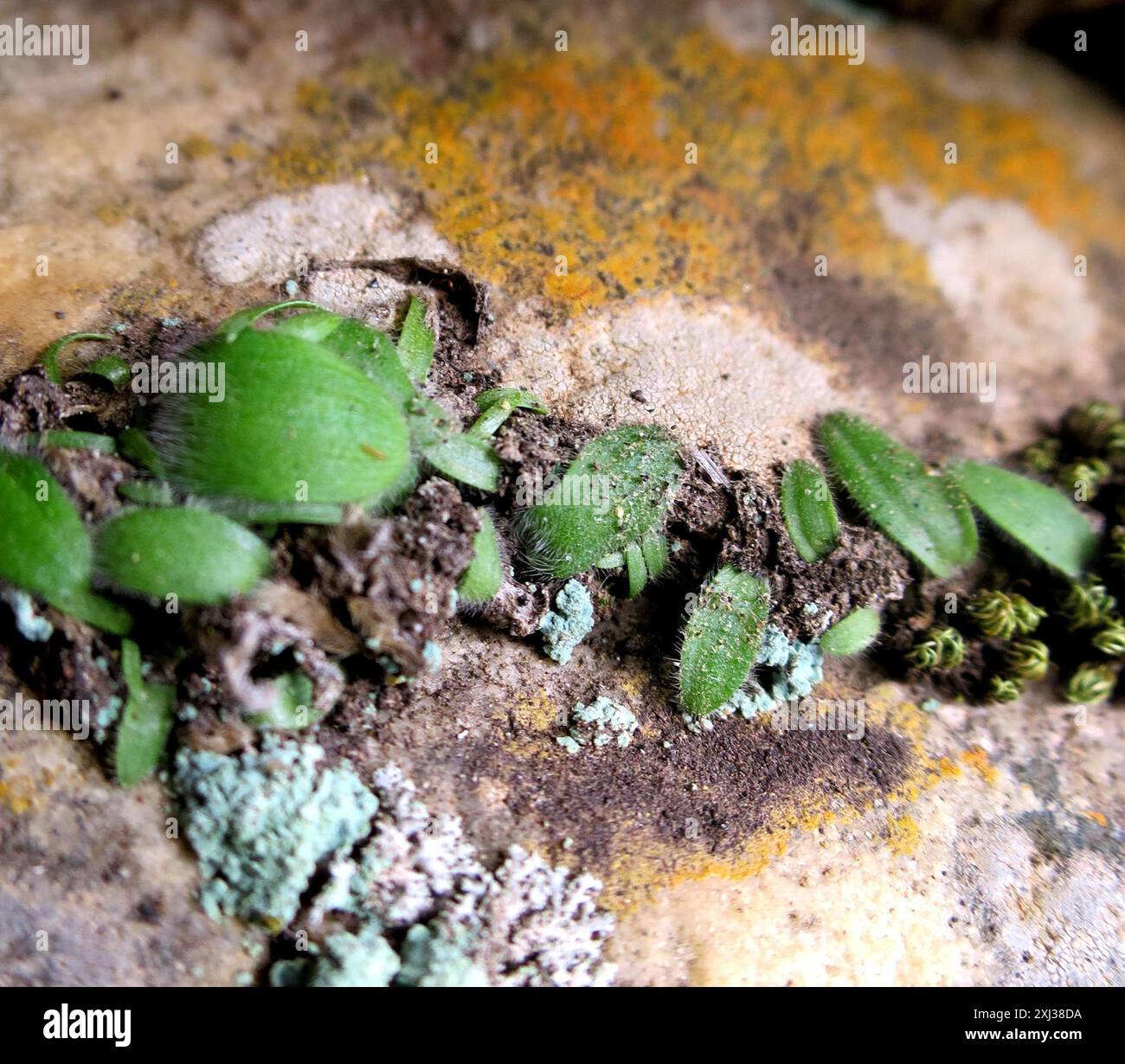 vascular plants (Tracheophyta) Plantae Stock Photo - Alamy