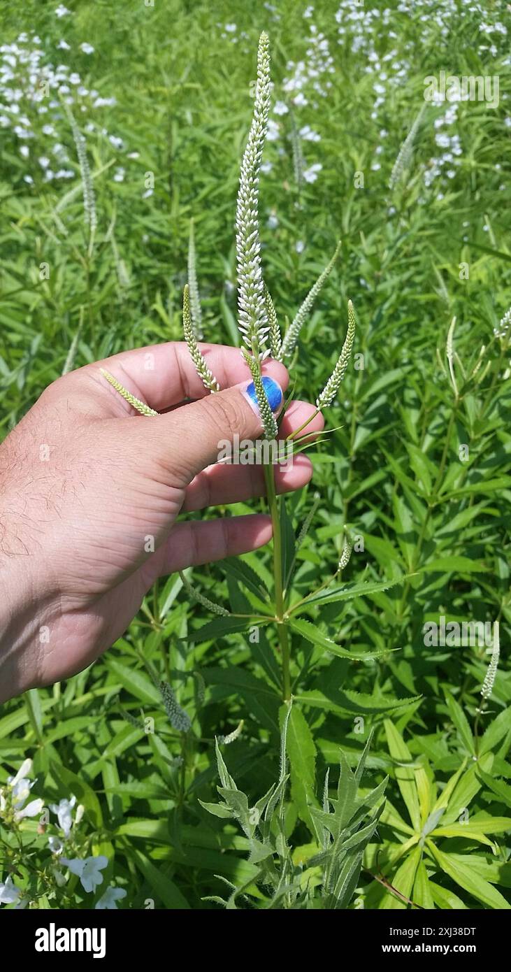 Culver's root (Veronicastrum virginicum) Plantae Stock Photo - Alamy