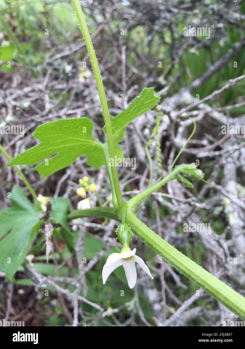 coastal manroot (Marah oregana) Plantae Stock Photo - Alamy