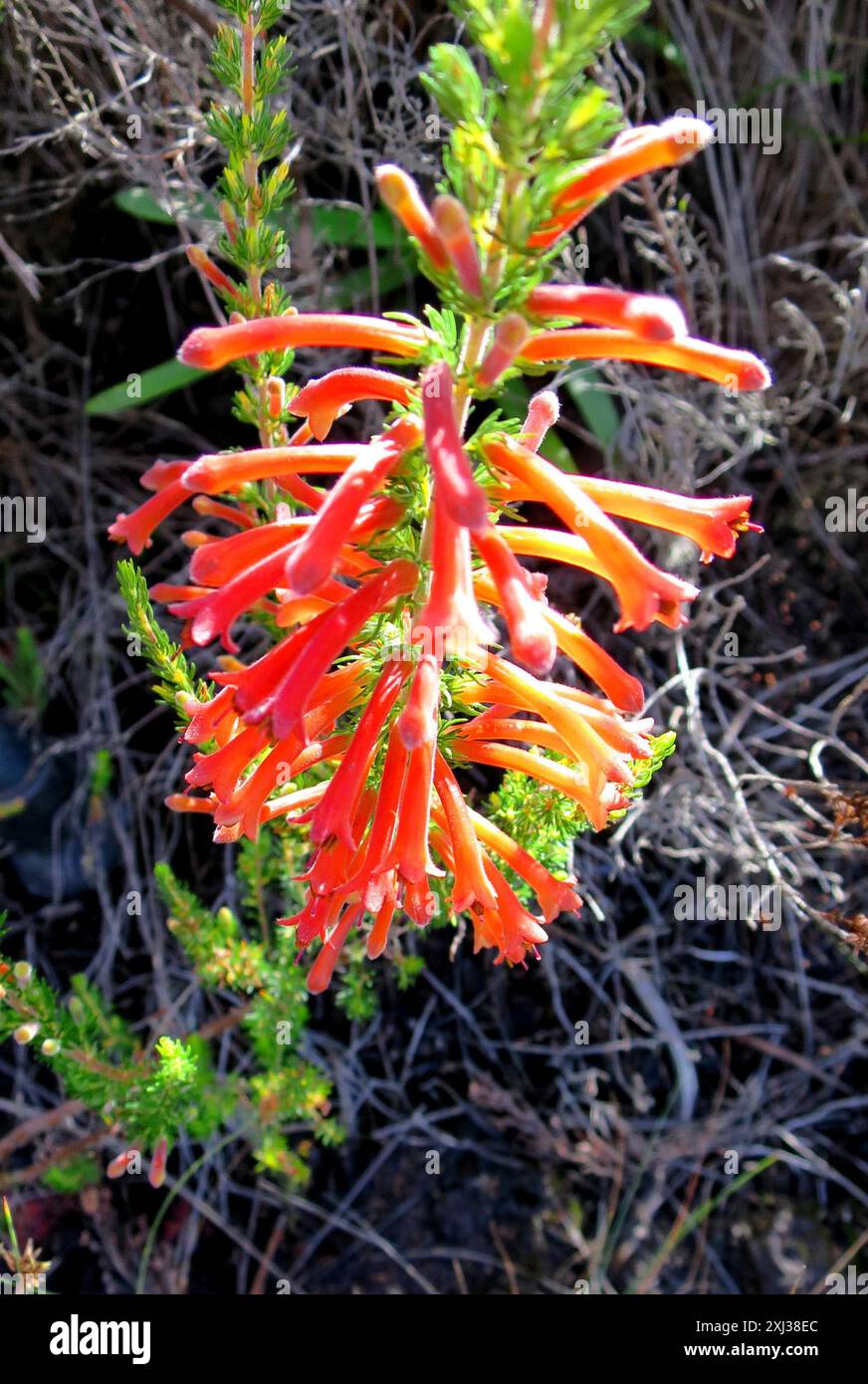 Common Water Heath (Erica curviflora curviflora) Plantae Stock Photo ...