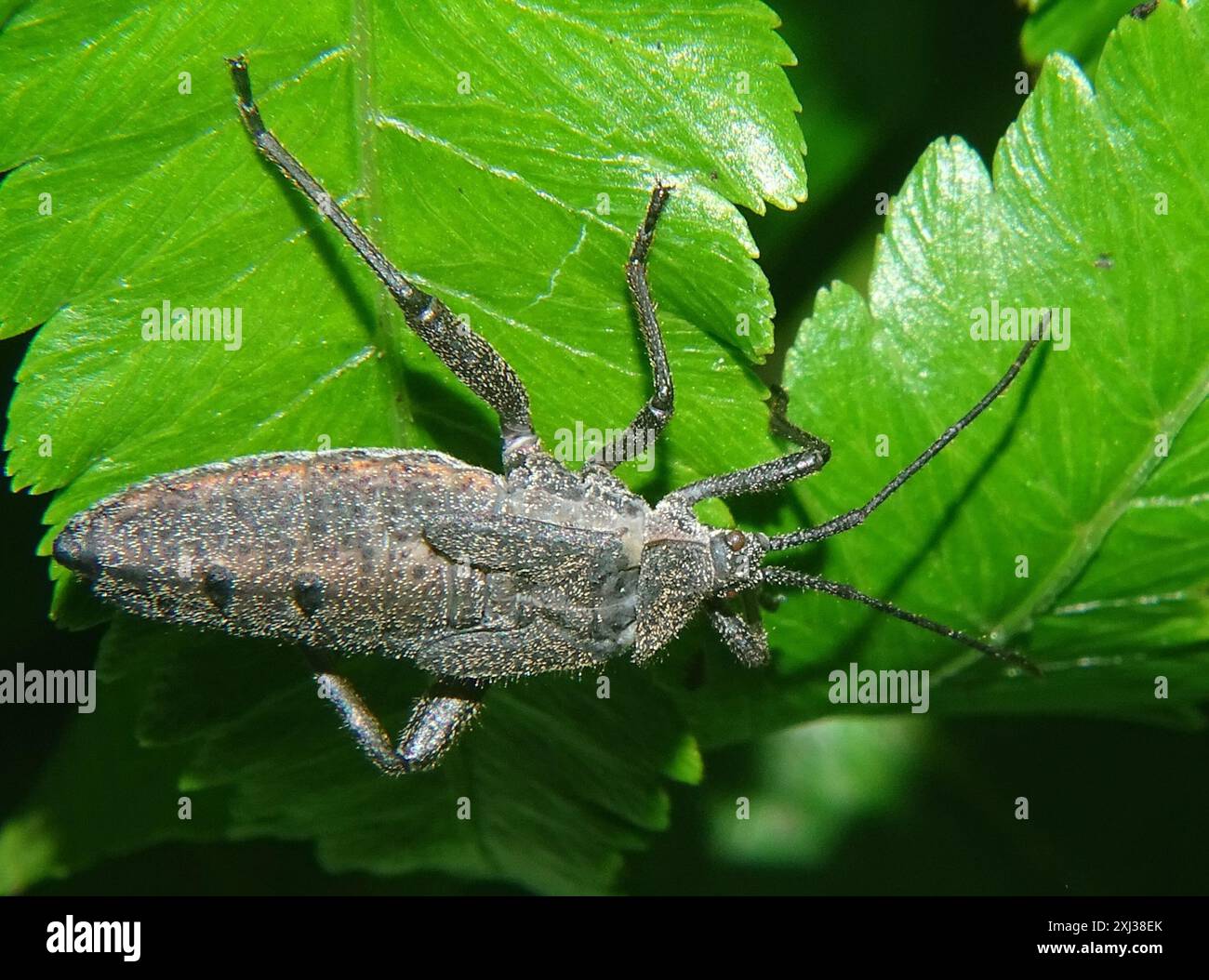sweet potato bug (Physomerus grossipes) Insecta Stock Photo - Alamy