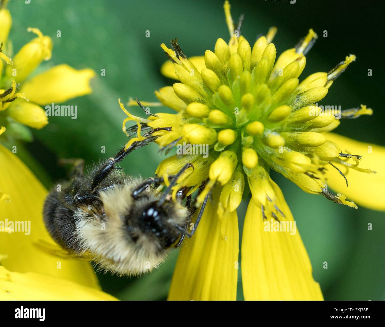 Common Eastern Bumble Bee (Bombus impatiens) Insecta Stock Photo - Alamy