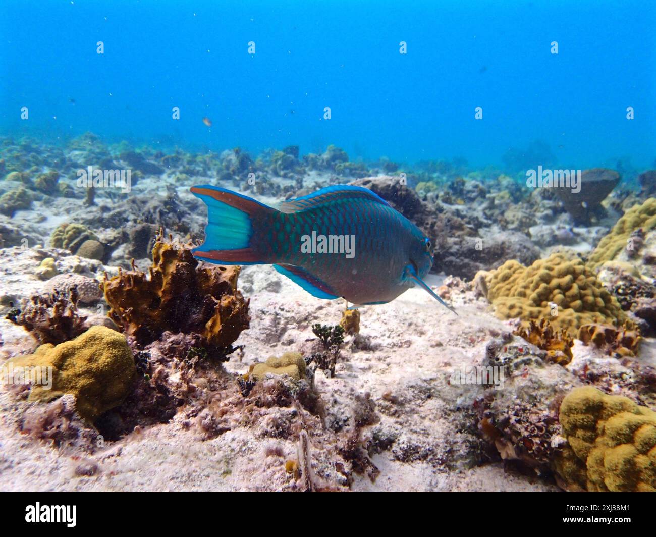 Parrotfishes (Scarini) Actinopterygii Stock Photo - Alamy