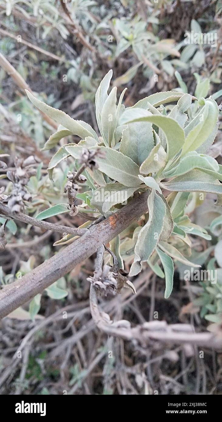 white sage (Salvia apiana) Plantae Stock Photo - Alamy