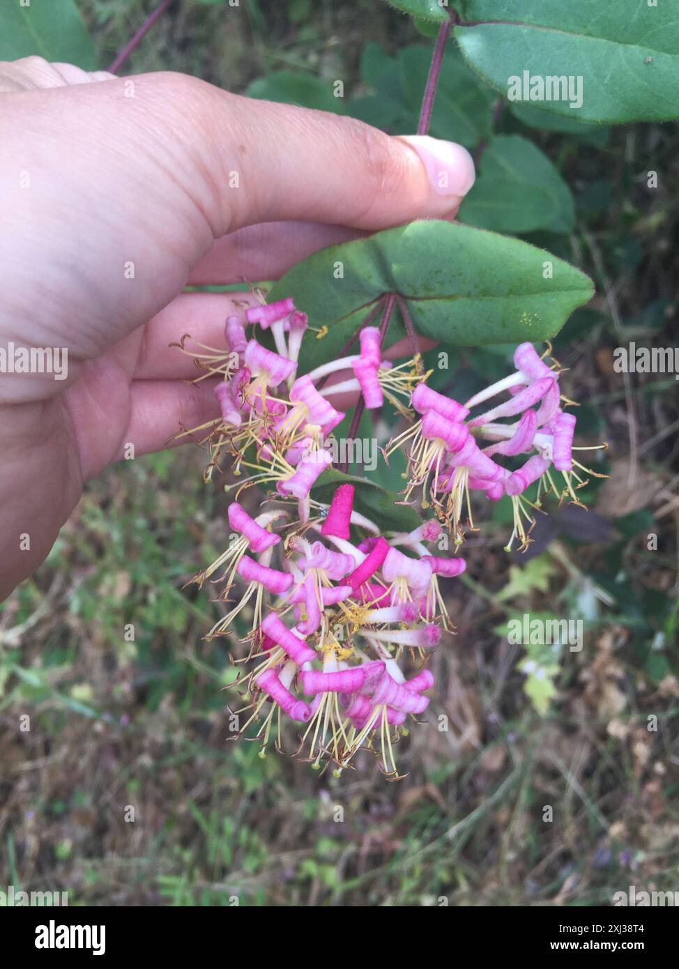 Pink Honeysuckle (Lonicera hispidula) Plantae Stock Photo - Alamy