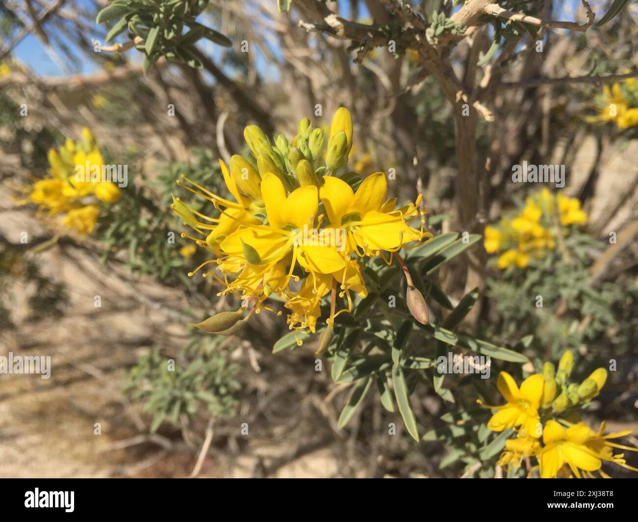 Bladderpod (Cleomella arborea) Plantae Stock Photo - Alamy