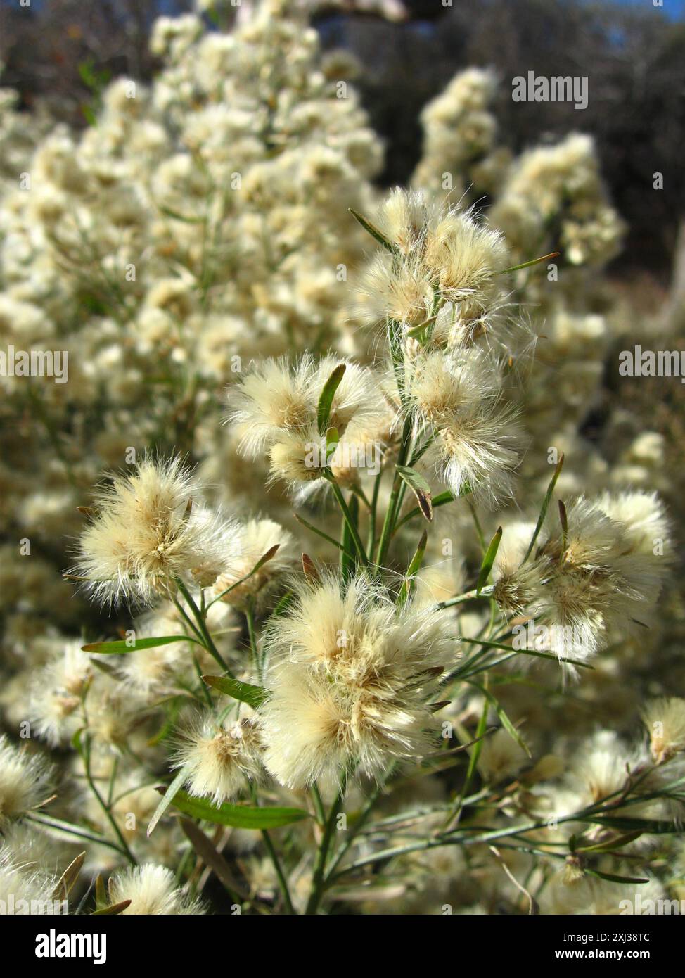 Desert Broom (Baccharis sarothroides) Plantae Stock Photo - Alamy