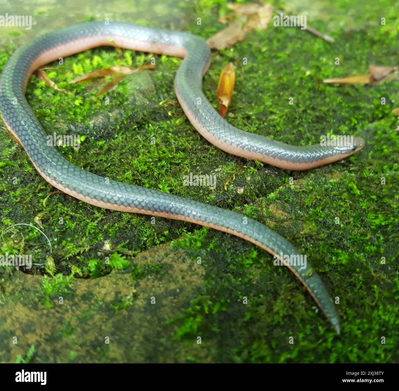 Vermis Worm