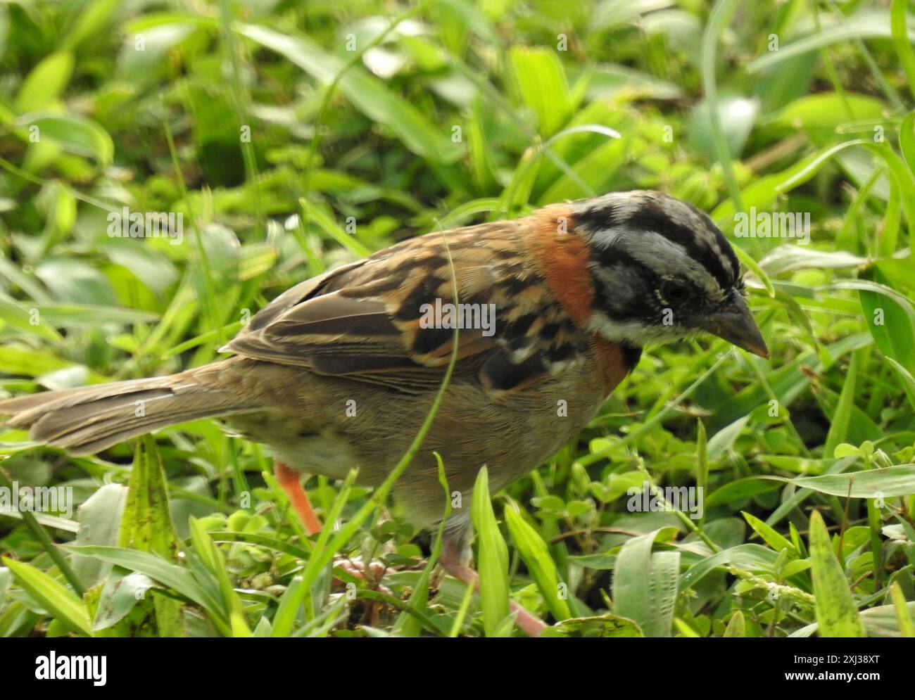 Rufous-collared Sparrow (Zonotrichia capensis) Aves Stock Photo - Alamy