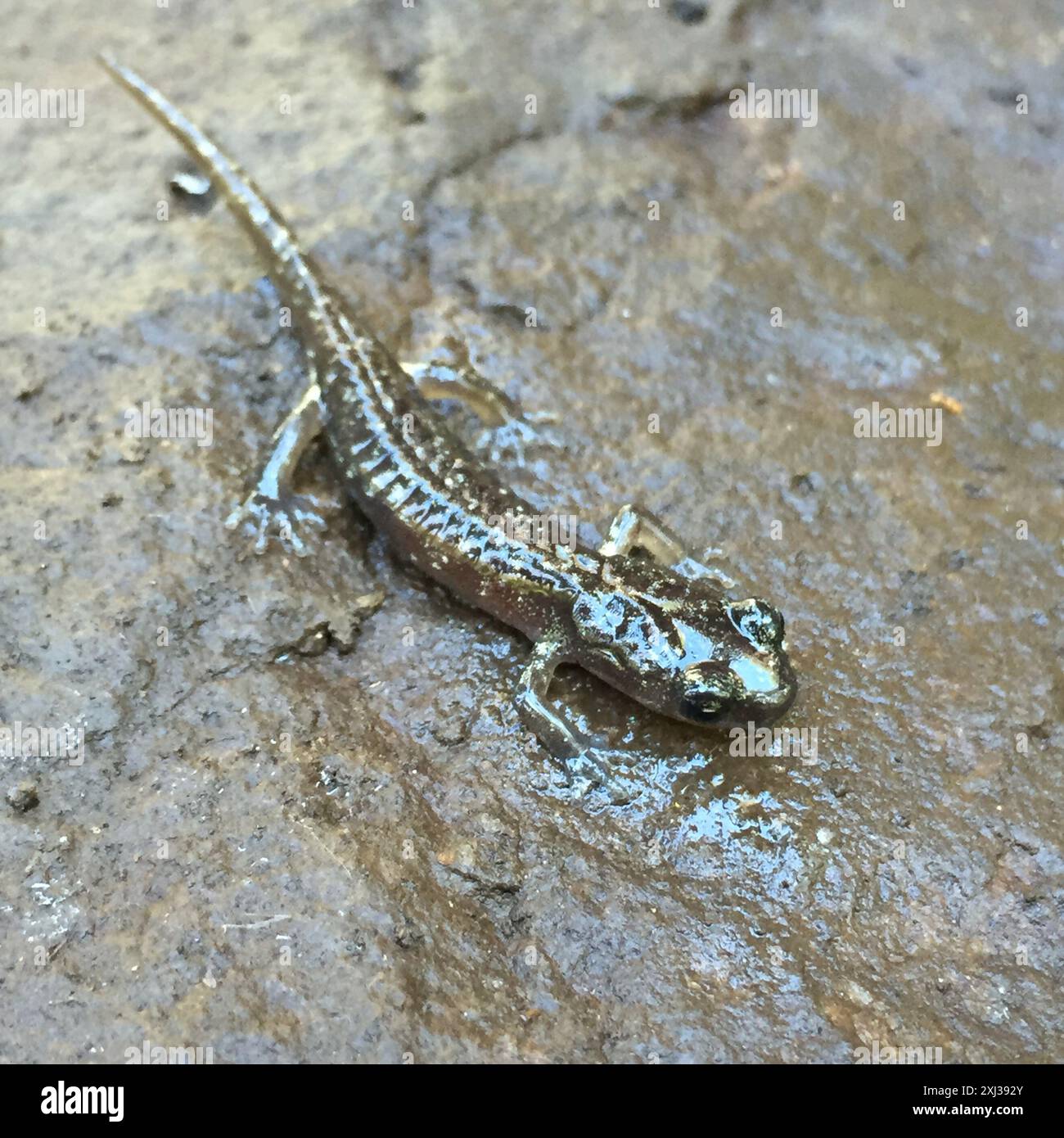 Arboreal Salamander (Aneides lugubris) Amphibia Stock Photo - Alamy