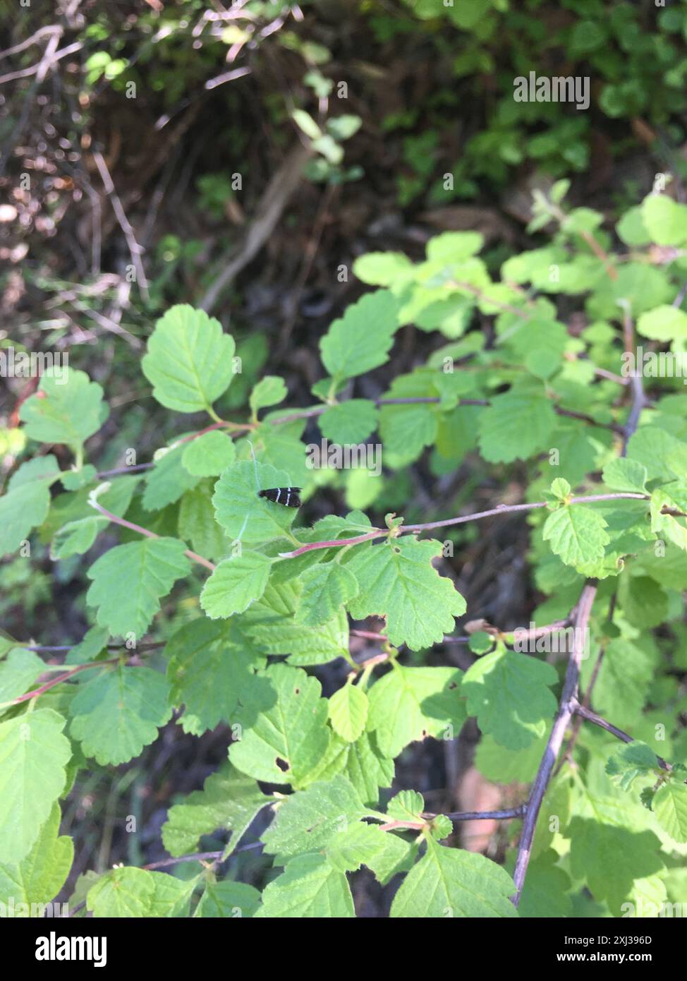 Ocean spray (Holodiscus discolor) Plantae Stock Photo - Alamy
