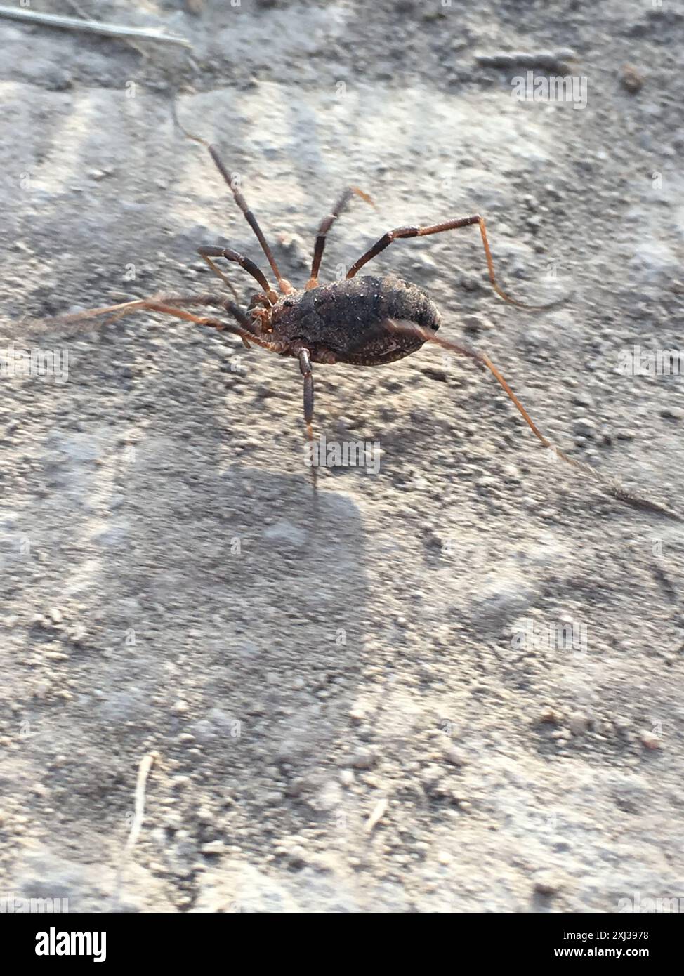 Protolophus hi-res stock photography and images - Alamy