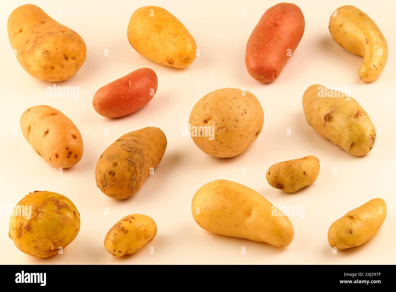Bintje potatoes hi-res stock photography and images - Alamy