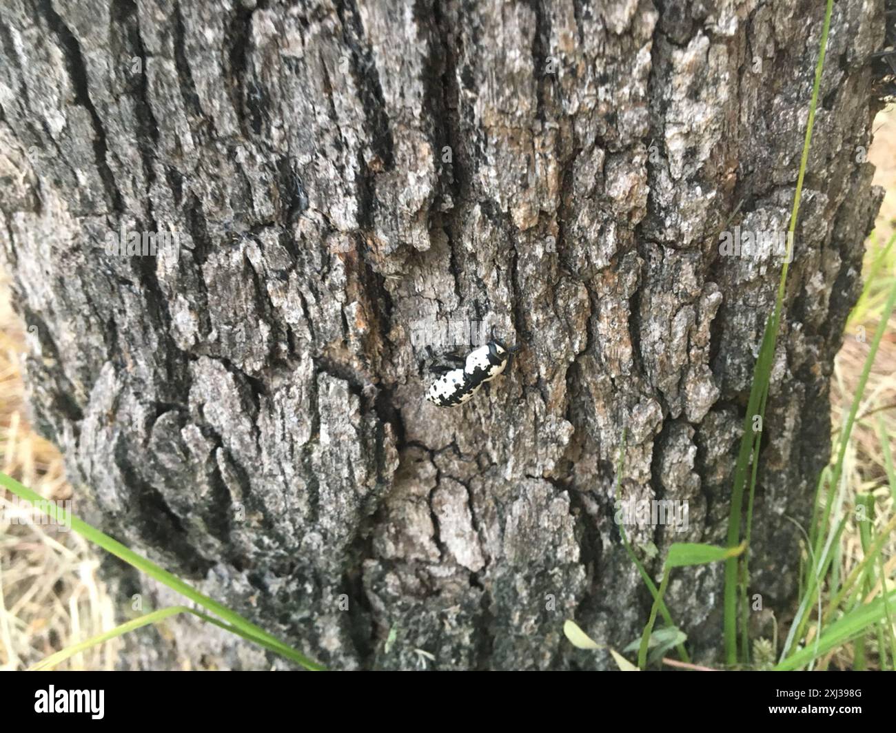 Texas Ironclad Beetle (Zopherus nodulosus haldemani) Insecta Stock ...
