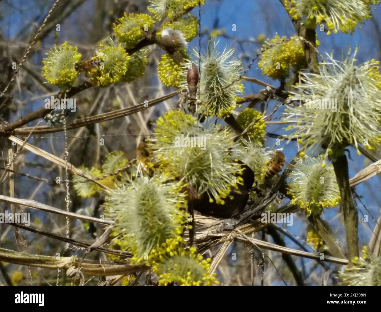 goat willow (Salix caprea) Plantae Stock Photo - Alamy