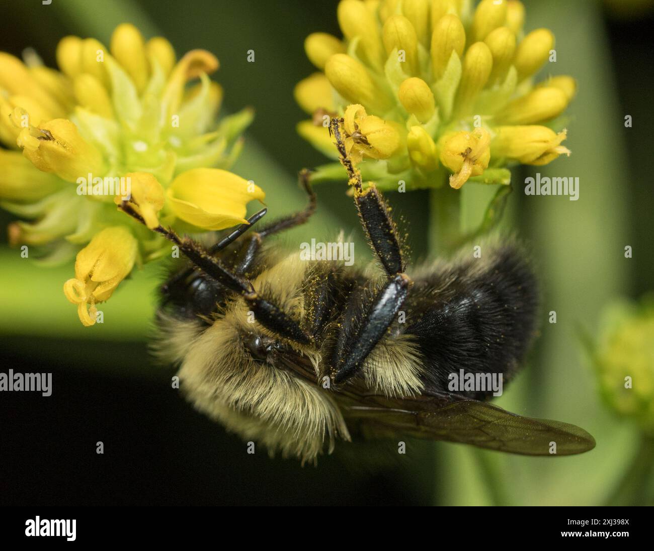 Common Eastern Bumble Bee (Bombus impatiens) Insecta Stock Photo - Alamy