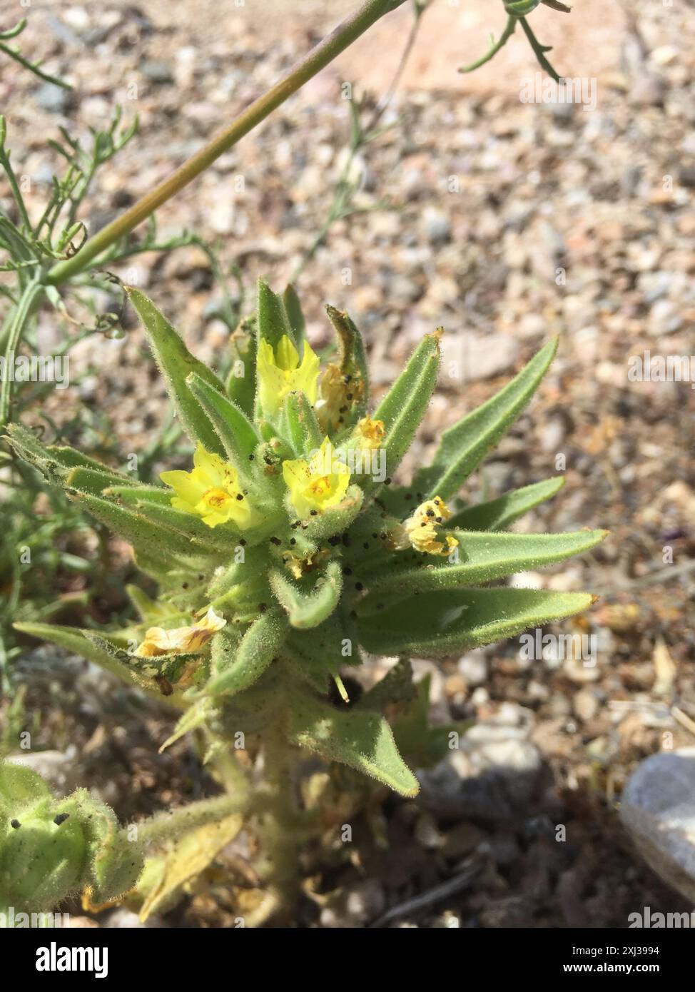 golden desert-snapdragon (Mohavea breviflora) Plantae Stock Photo - Alamy