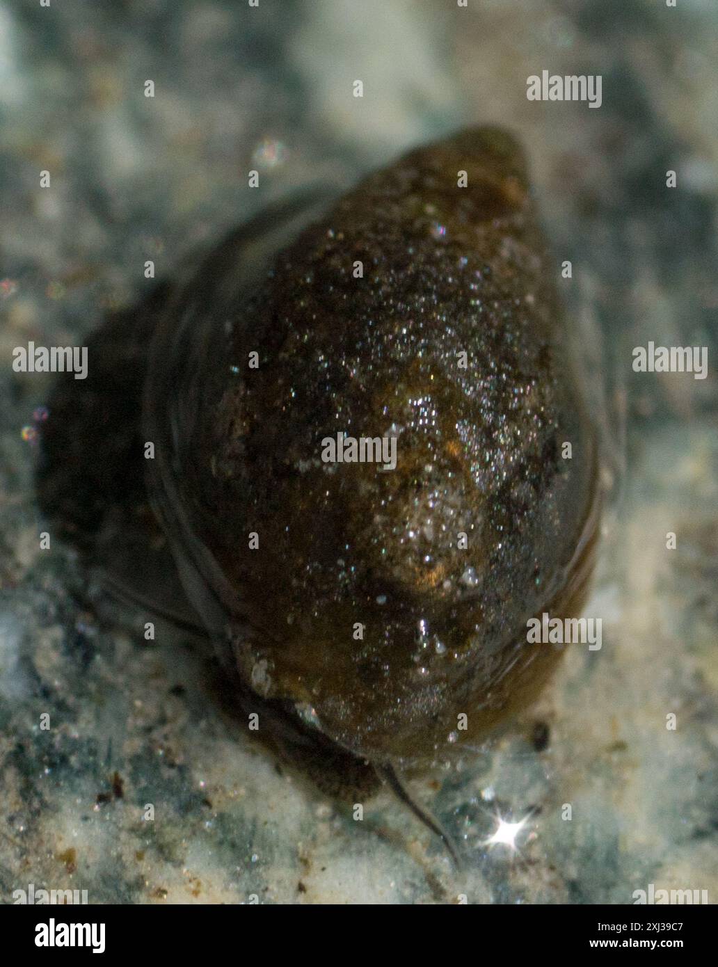 Bladder Snails (Physidae) Mollusca Stock Photo - Alamy