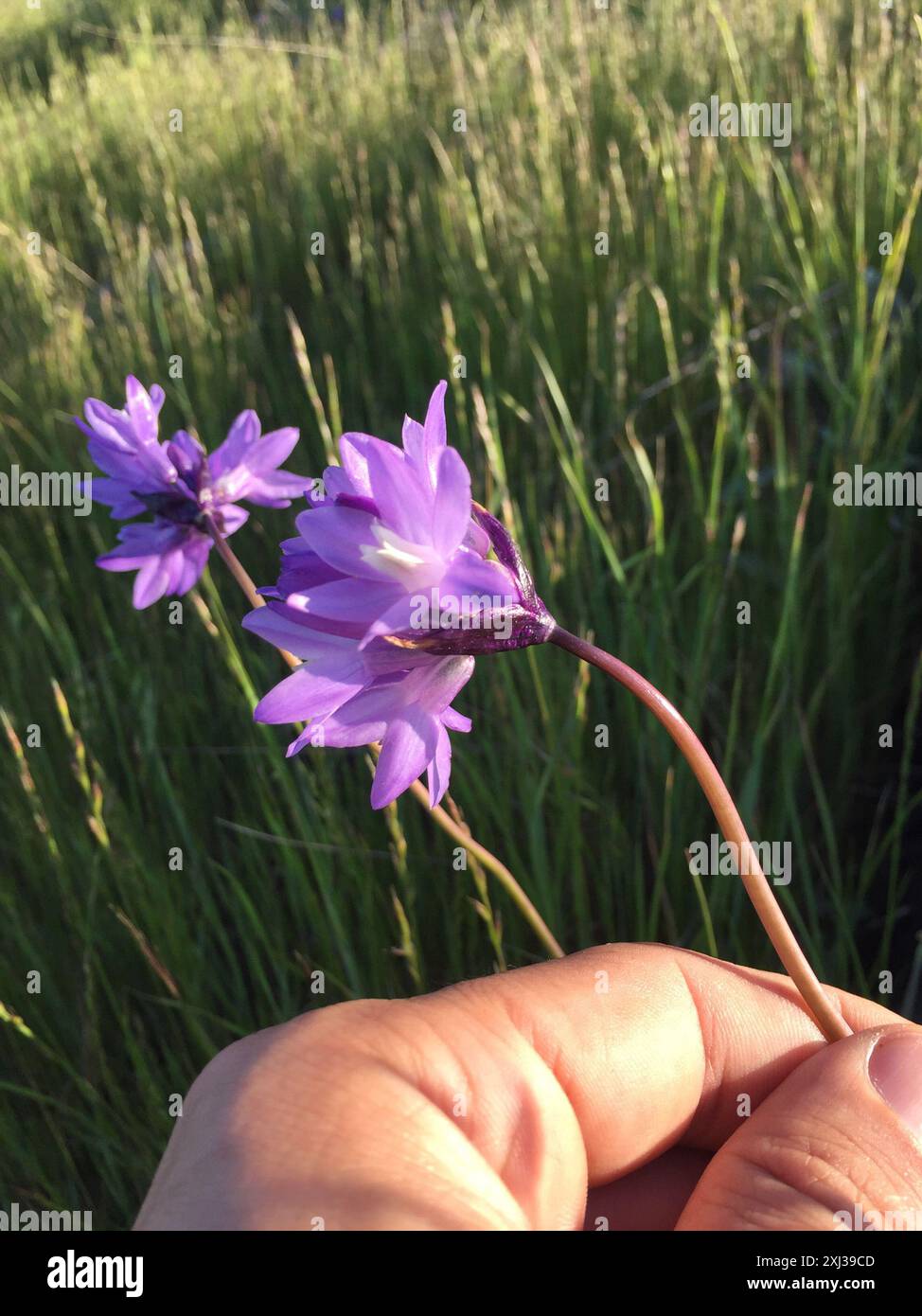 Blue Dicks (Dipterostemon capitatus) Plantae Stock Photo - Alamy