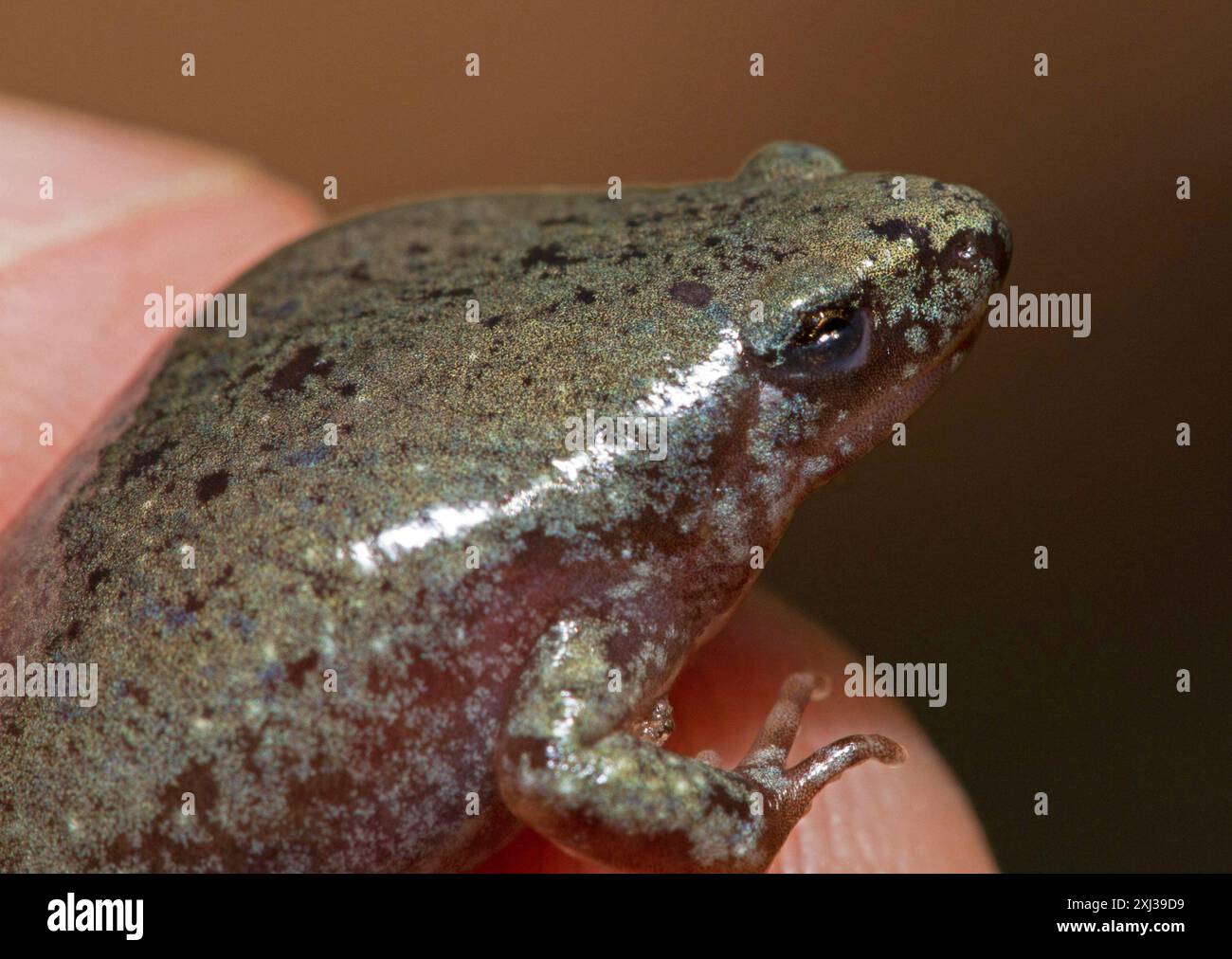 Eastern Narrow-mouthed Toad (Gastrophryne carolinensis) Amphibia Stock ...