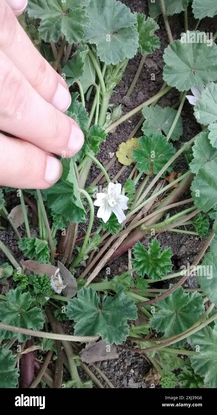 dwarf mallow (Malva neglecta) Plantae Stock Photo - Alamy