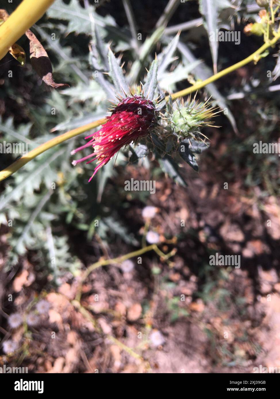 Arizona thistle (Cirsium arizonicum) Plantae Stock Photo - Alamy