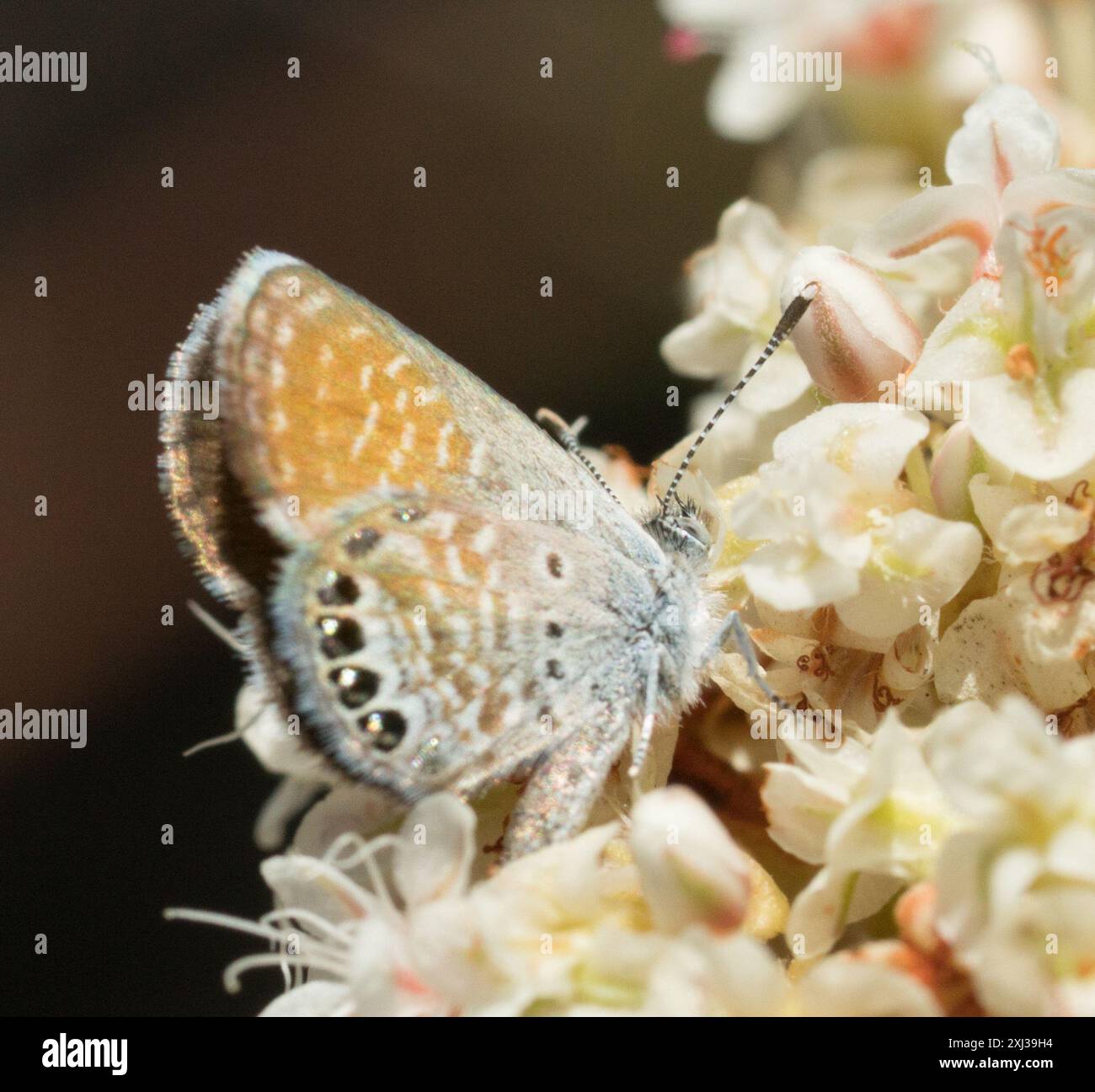Western Pygmy-Blue (Brephidium exilis) Insecta Stock Photo - Alamy