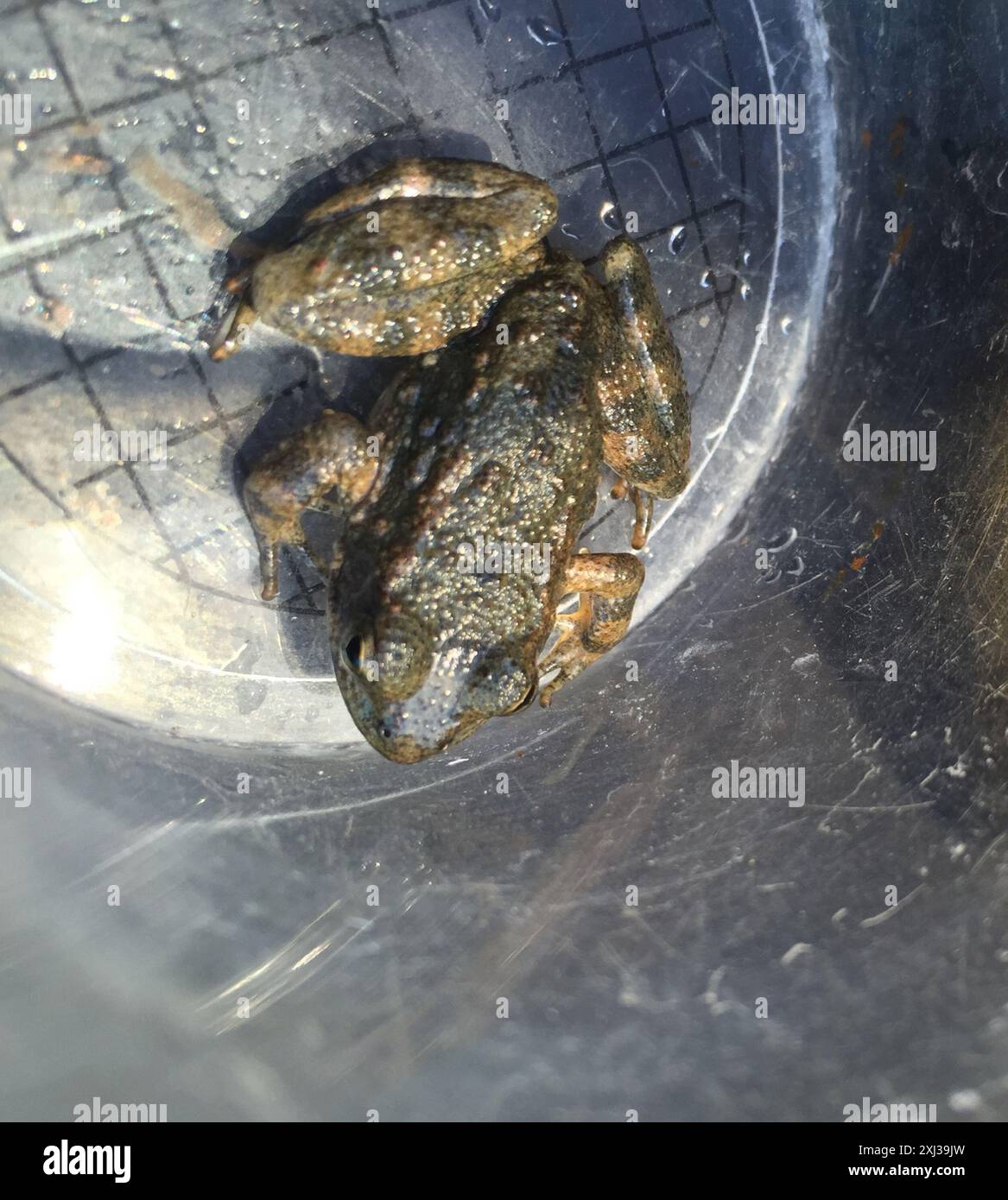 Foothill Yellow-legged Frog (Rana boylii) Amphibia Stock Photo - Alamy