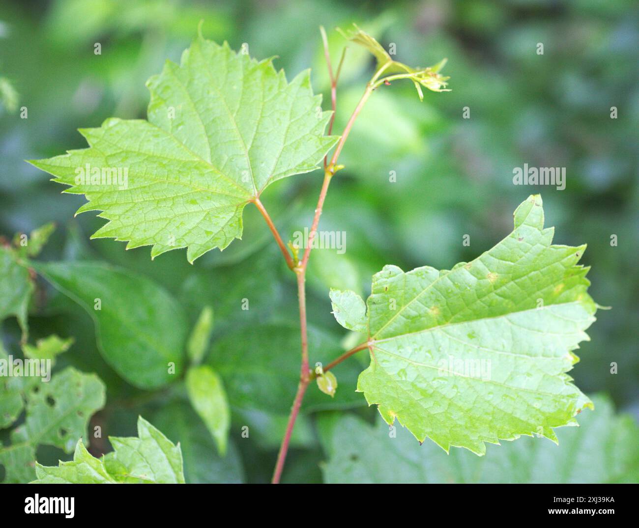 riverbank grape (Vitis riparia) Plantae Stock Photo - Alamy
