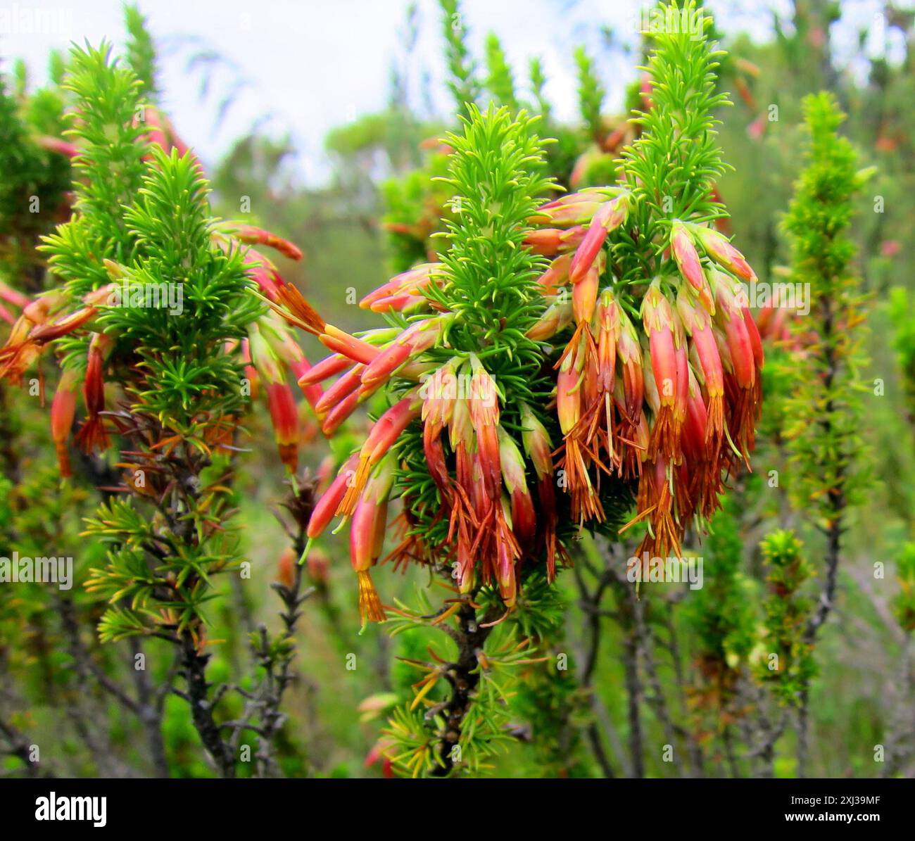Red Hanging Heath (Erica coccinea coccinea) Plantae Stock Photo - Alamy