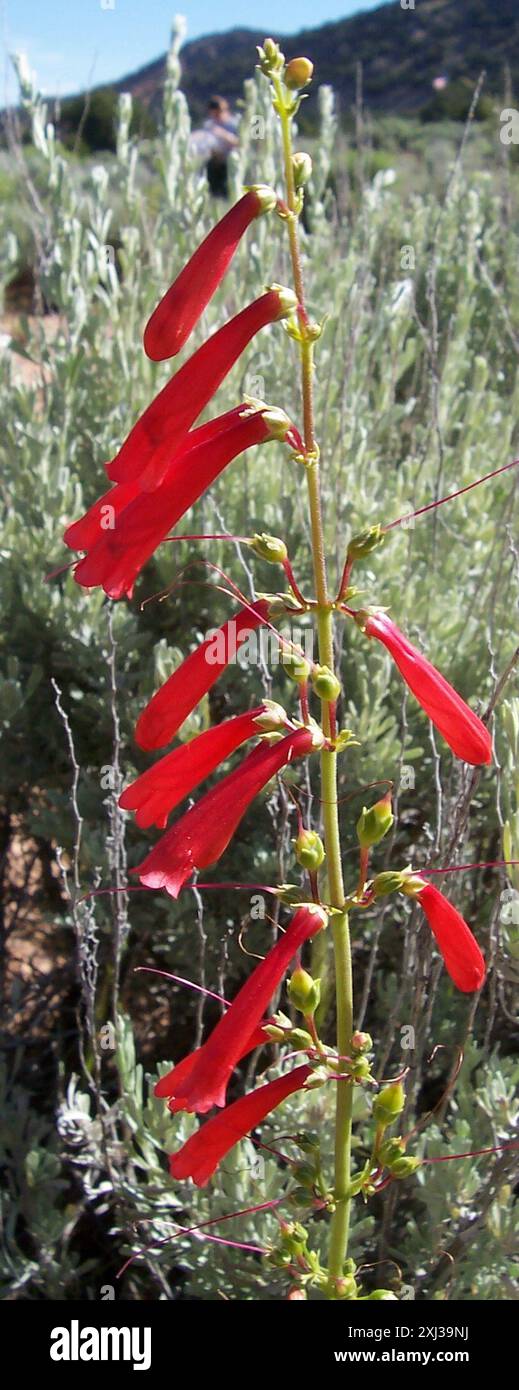 firecracker penstemon (Penstemon eatonii) Plantae Stock Photo - Alamy