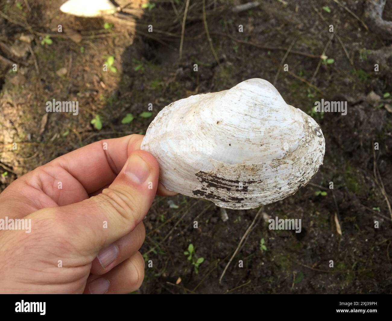 Tampico Pearly Mussel (Cyrtonaias tampicoensis) Mollusca Stock Photo ...